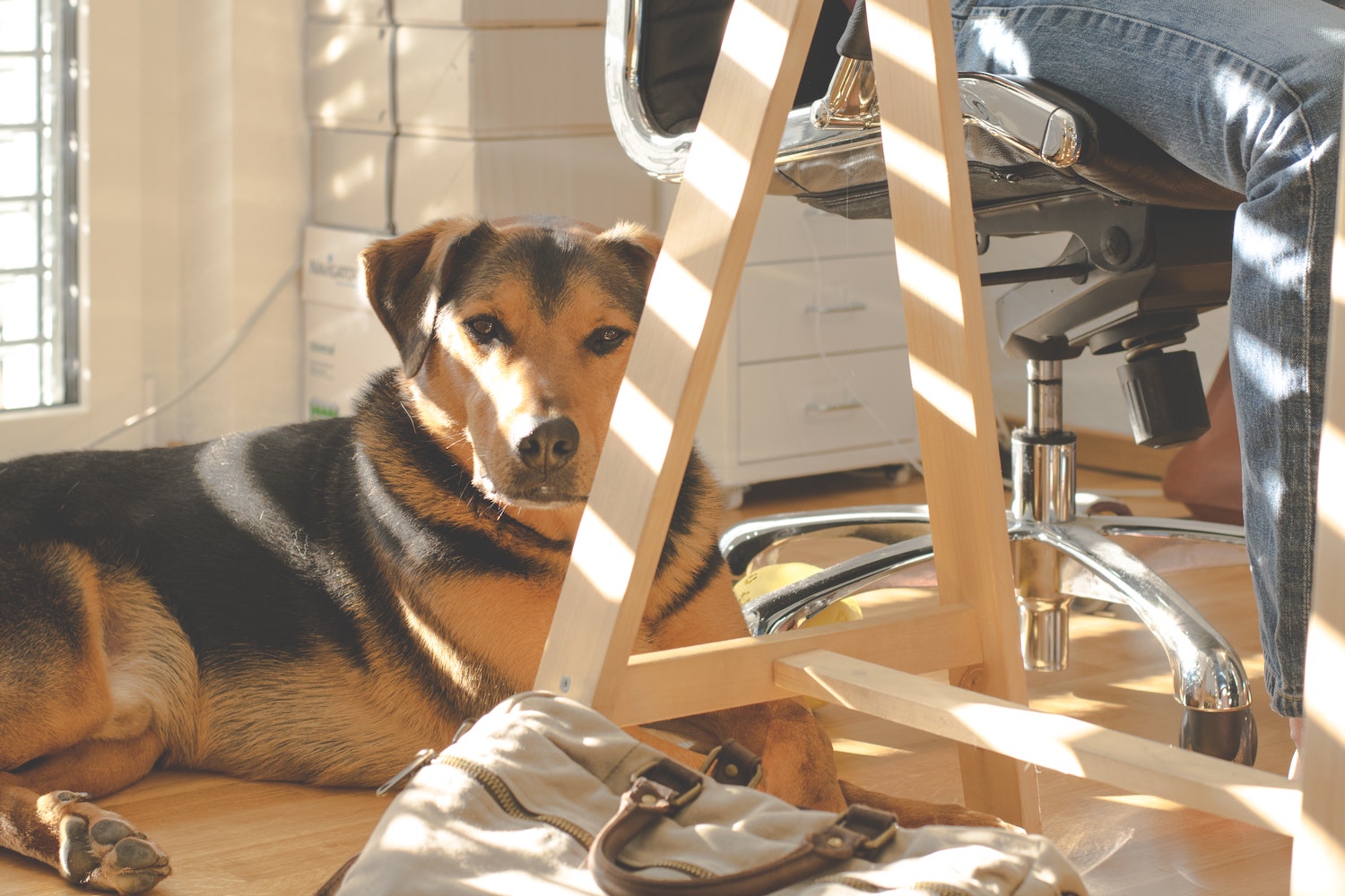 How To Create A Pet Friendly Workplace LATF USA NEWS