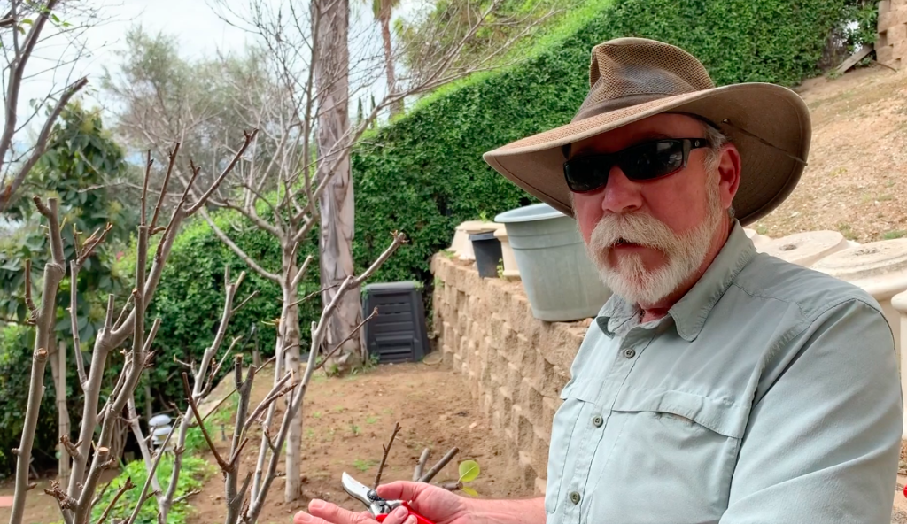 How-To: Fruit Tree Pruning With Tom Spellman | LATF USA NEWS
