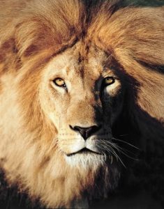 Learn About Africa & The Real 'Lion King' Location | LATF USA NEWS