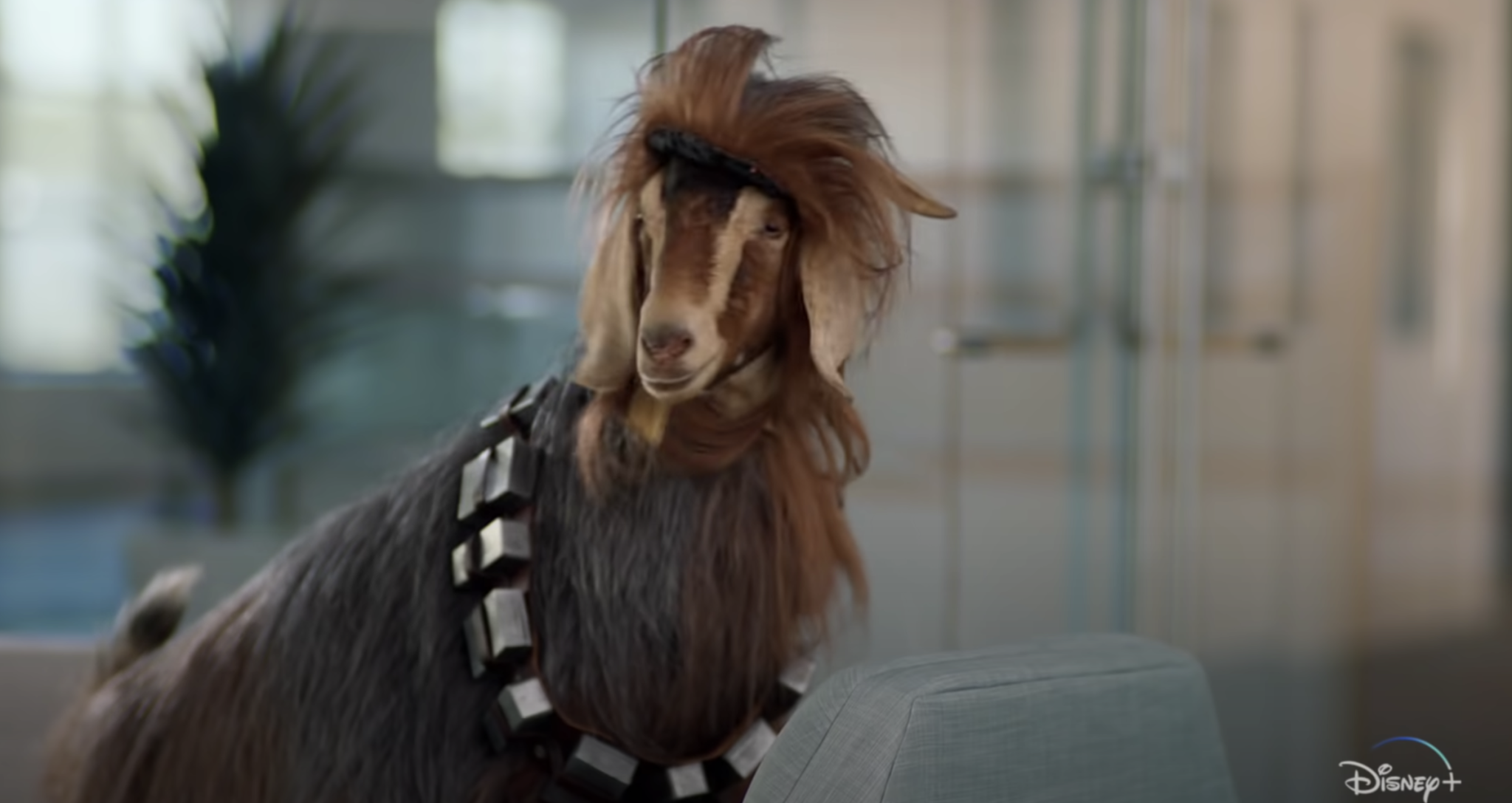 Watch: Goats Take Over Disney+ Commercial With Awkwafina | LATF USA NEWS