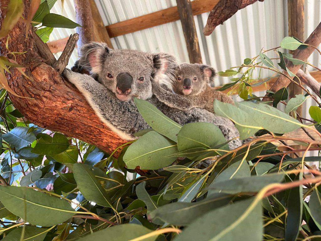 Meet LA Zoo's Koala Joey on Wild Koala Day | LATF USA NEWS