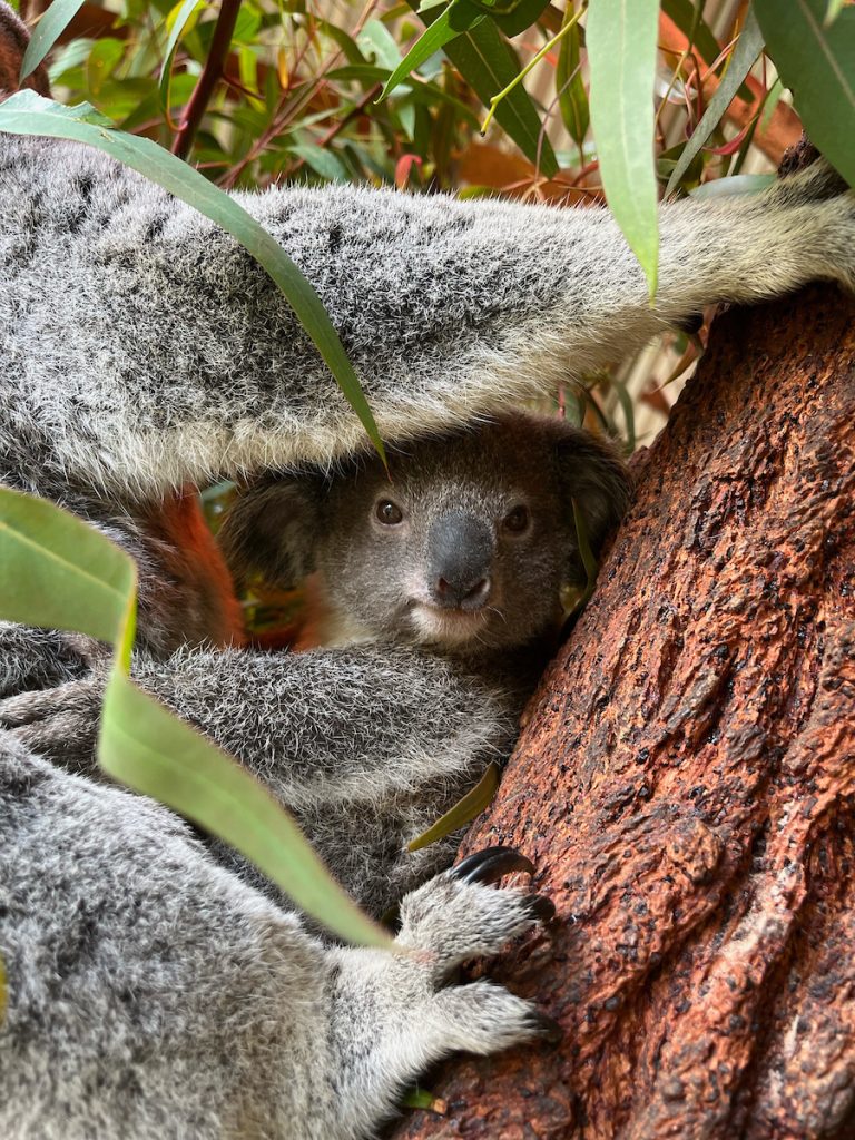 Meet LA Zoo's Koala Joey on Wild Koala Day | LATF USA NEWS