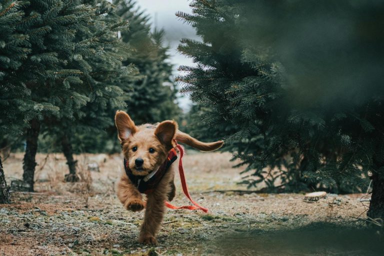 Every Pet Owner Should Know About PawBoost | LATF USA NEWS