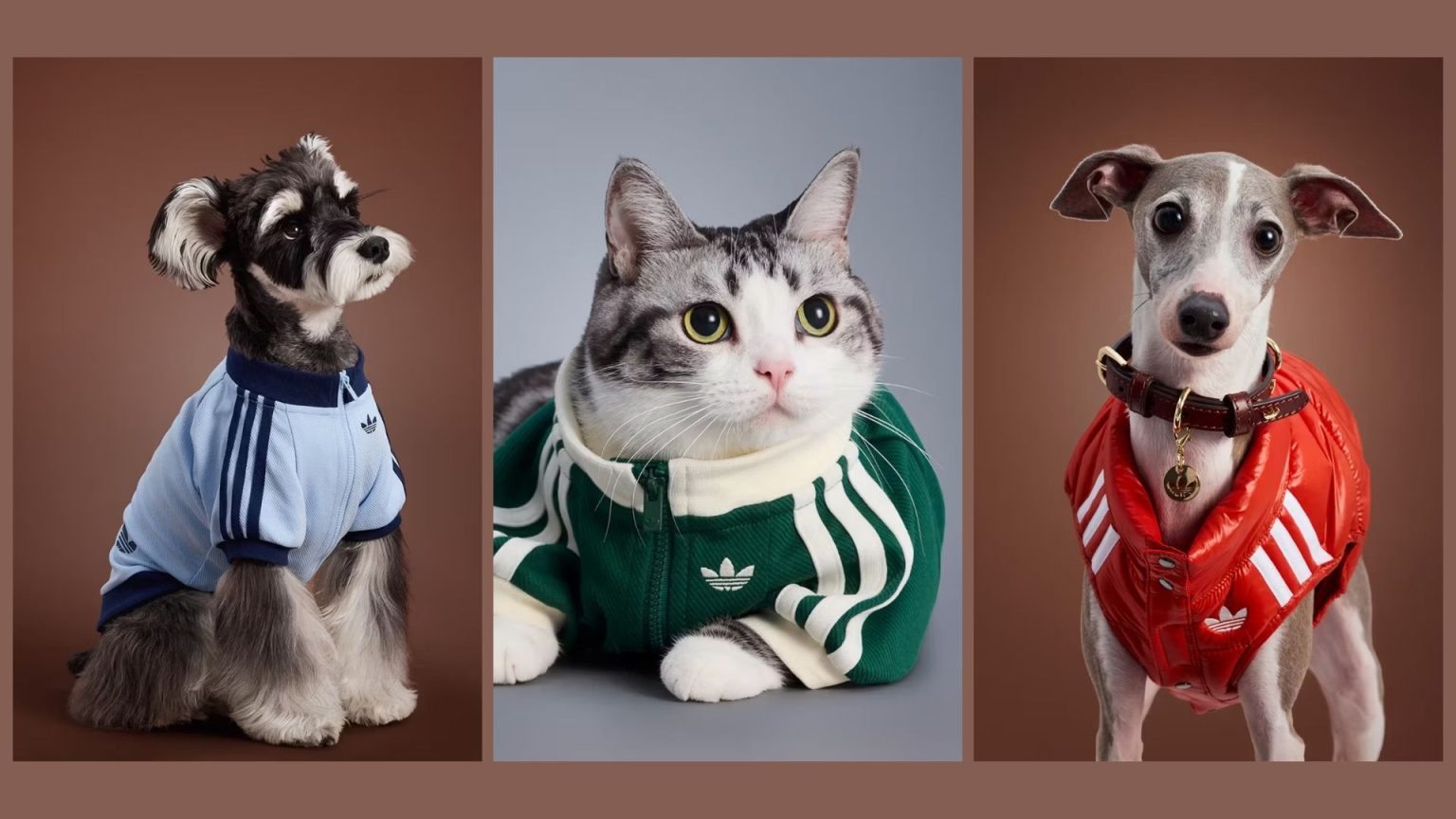 adidas Unveils Fall 2025 Pet Collection in China | LATF USA NEWS
