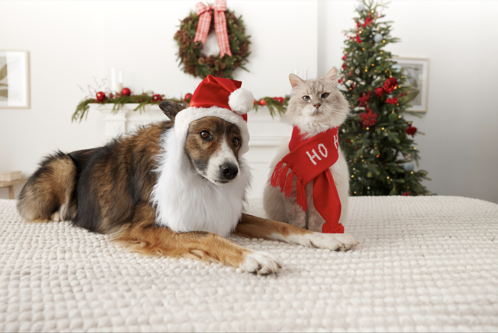 PetSmart Brings Back Free Pet Photos This Holiday Season | LATF USA NEWS
