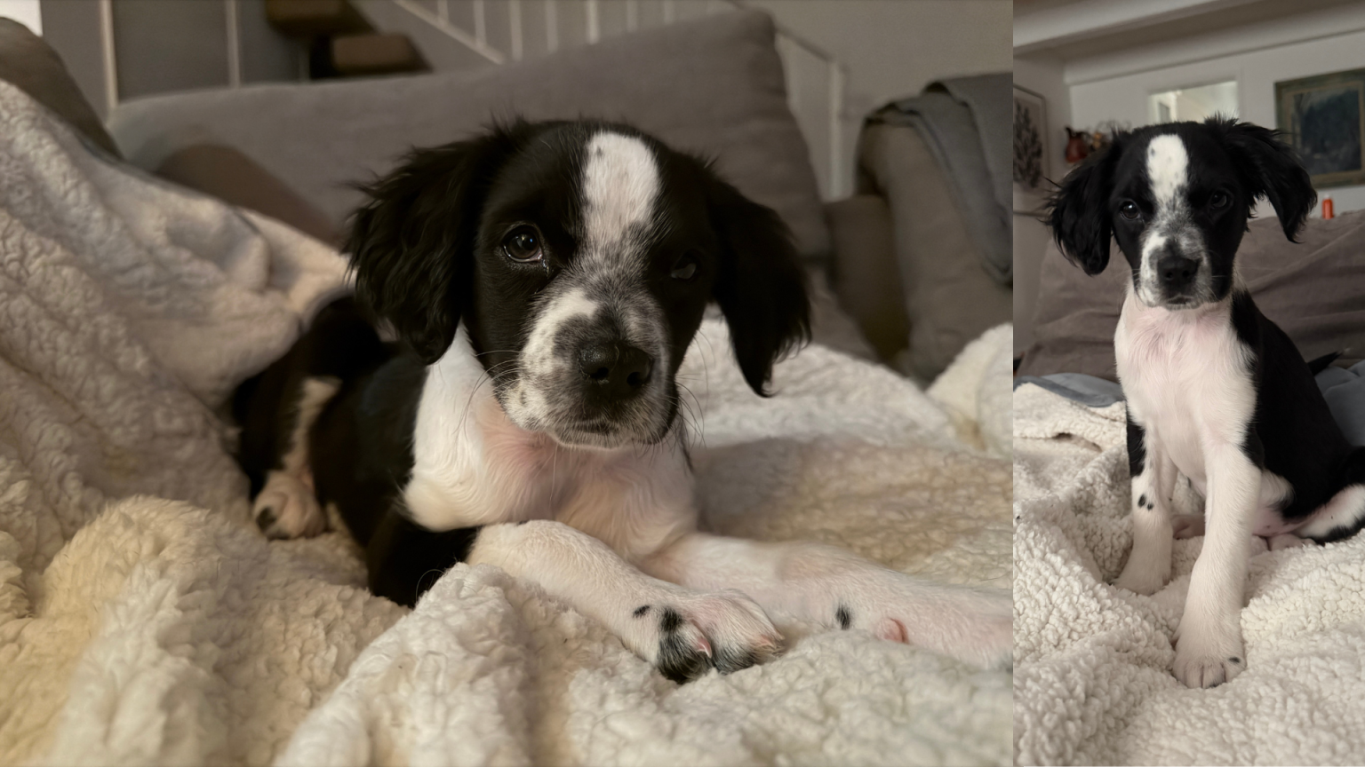 The Magic of Potty Buddy: A Pet Product That Actually Works | LATF USA NEWS