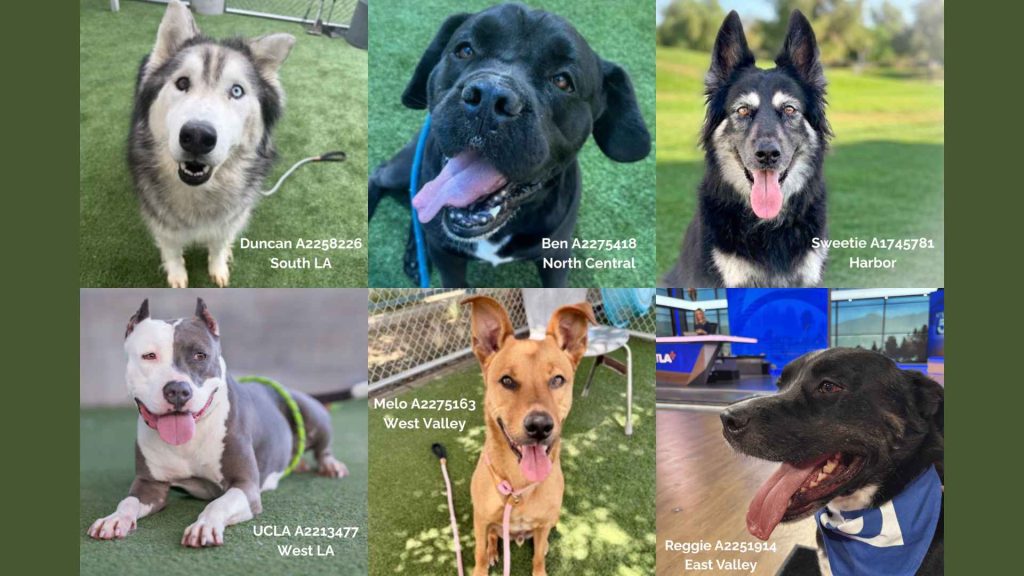 LA Animal Services waived adoption fee for California Adopt a Pet Day ...